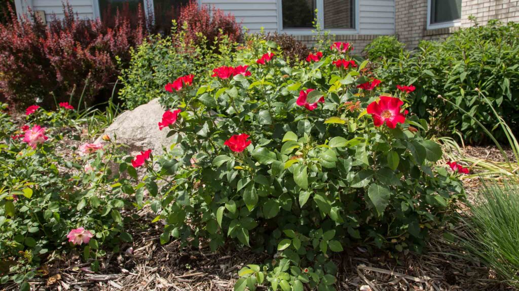 Screaming Neon Red 101: Plant Details, Landscape Inspiration, and Care ...