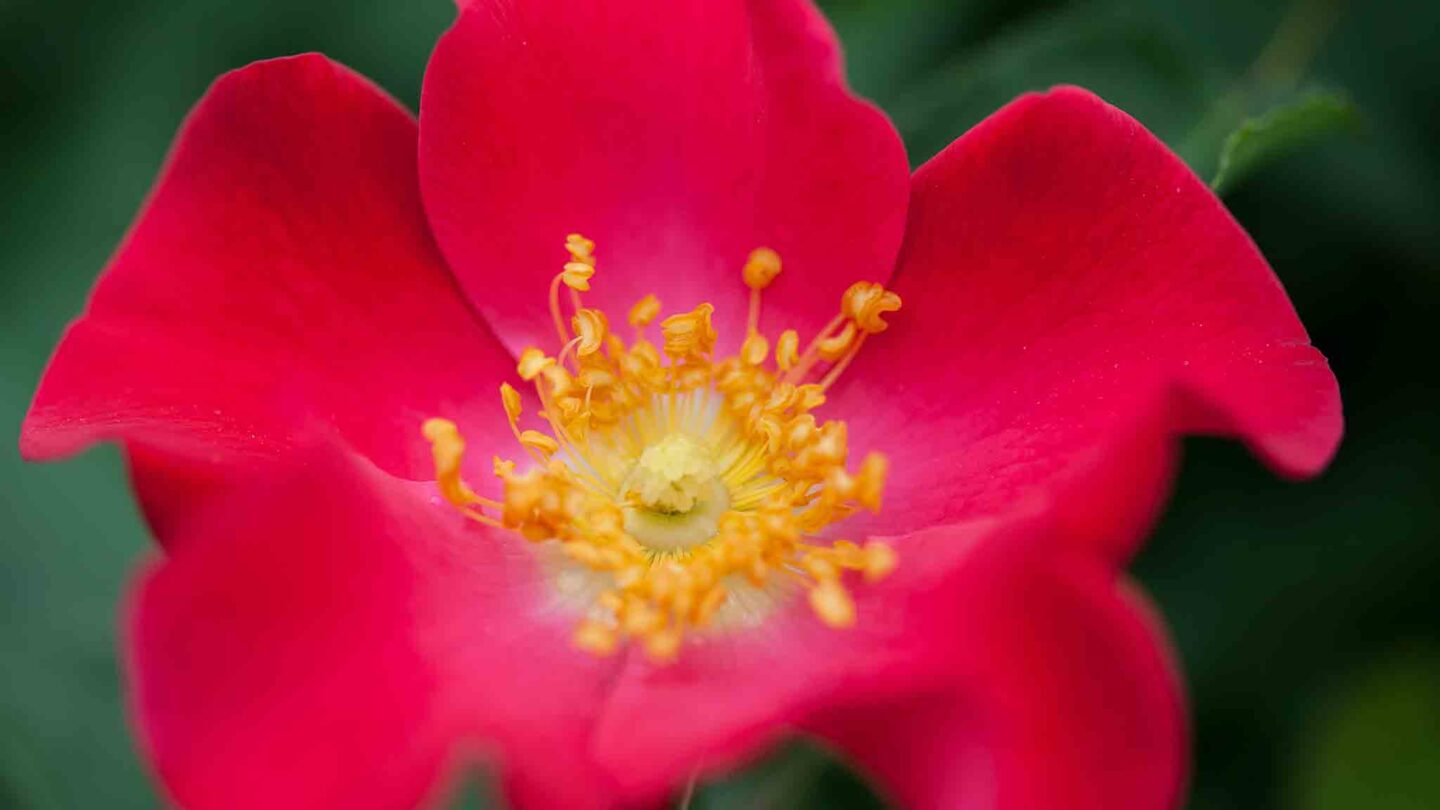 Potted Roses: Top Varieties for Container Gardening Success | Easy Elegance