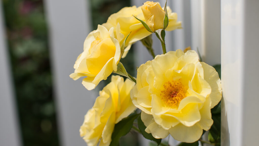 Landscaping with Fragrant Roses: High Voltage and Sweet Fragrance ...