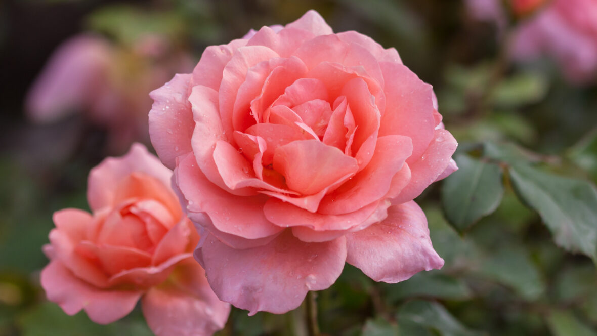 Landscaping with Fragrant Roses: High Voltage and Sweet Fragrance ...