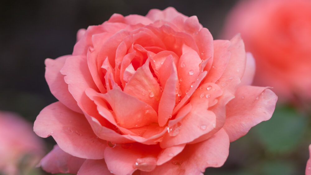 Landscaping with Fragrant Roses: High Voltage and Sweet Fragrance ...