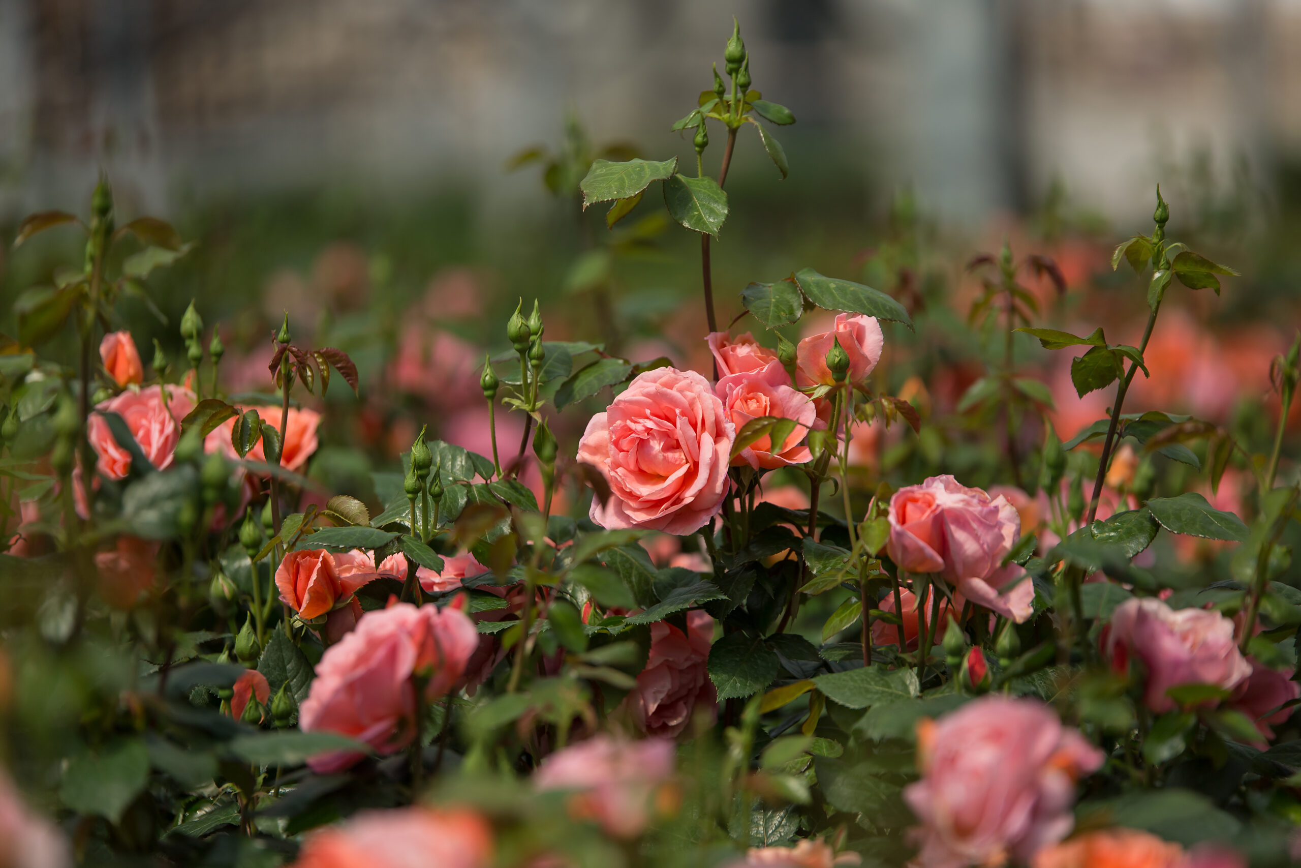 Landscaping with Fragrant Roses: High Voltage and Sweet Fragrance ...