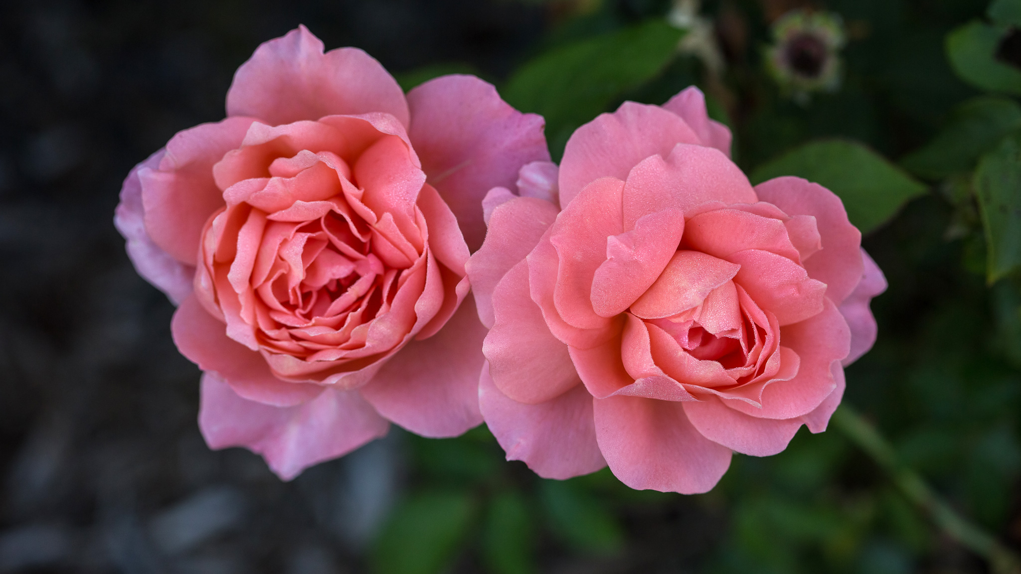 Sweet Fragrance 101: Plant Details, Landscape Inspiration, and Care ...