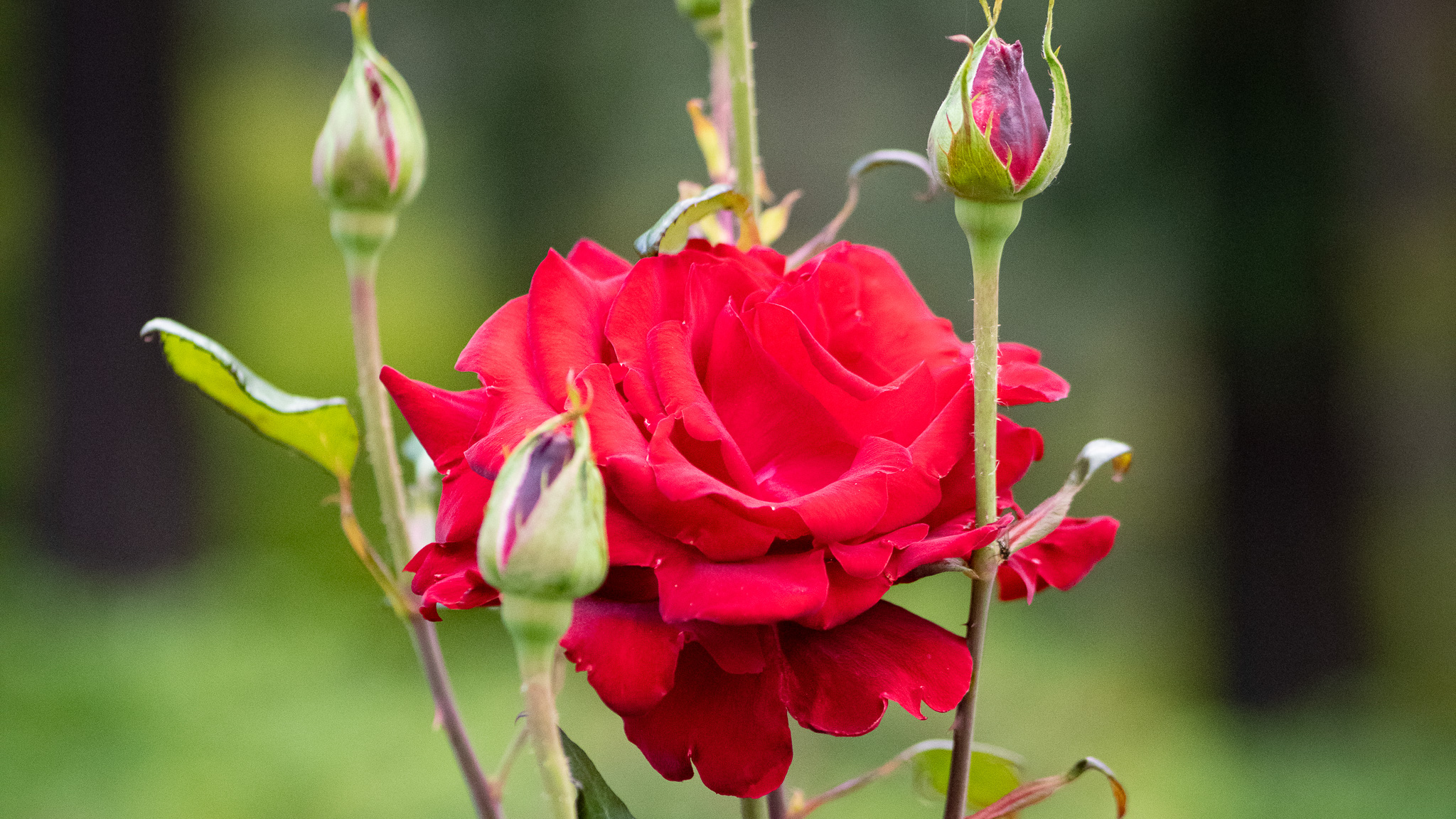 Kashmir 101: Plant Details, Landscape Inspiration, and Care Tips | Easy ...