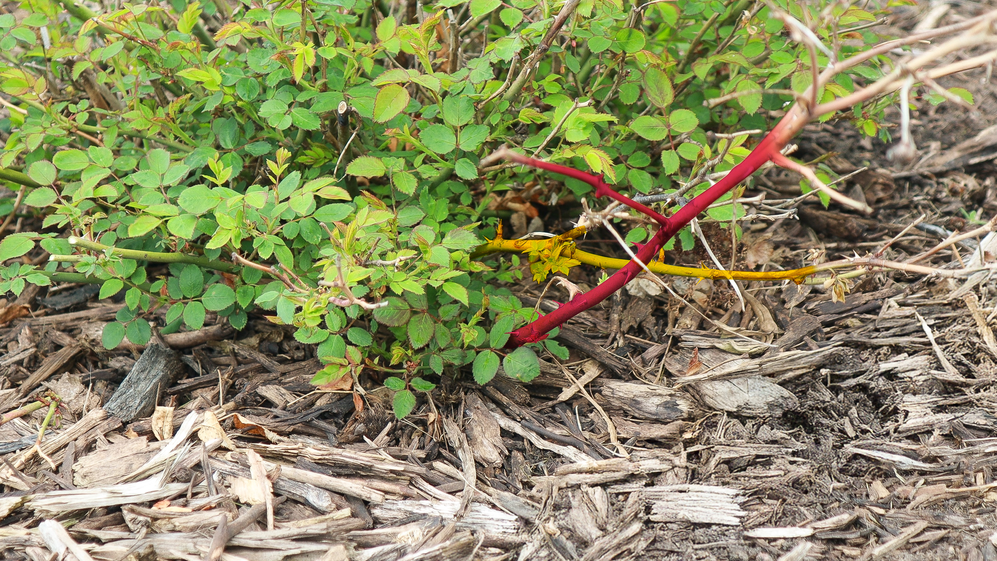 How and When to Prune Roses for Maximum Blooms | Easy Elegance